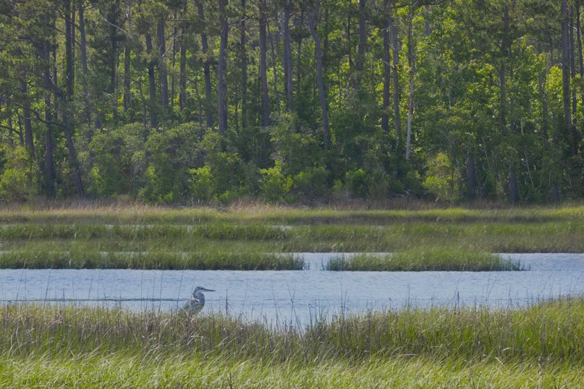 Estuary - Salt Wynd Preserve